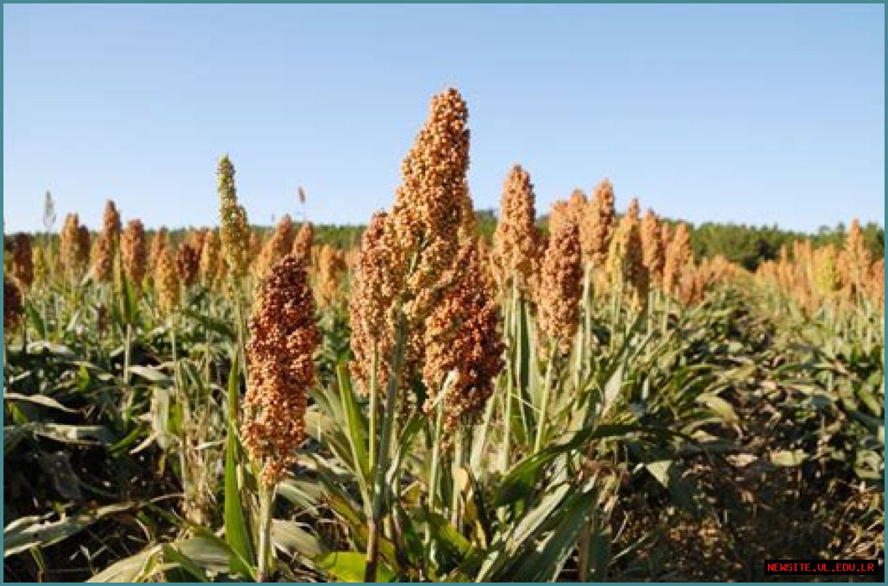 Exploring The Unique Charm Of Hi Hillinghead